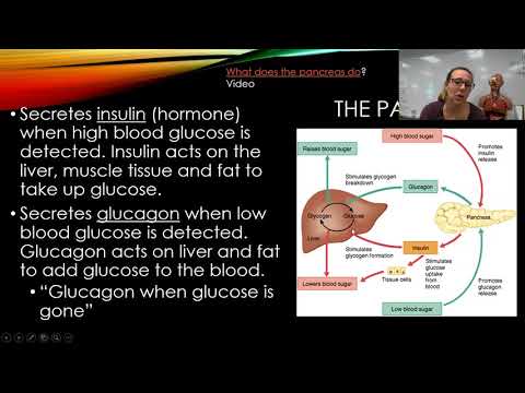 Accessory Organs and Digestive Enzymes