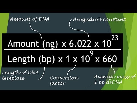 How To Calculate DNA Copy Number For qPCR