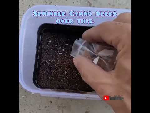 Germinate Gymnocalycium Variegated Cactus from seeds with Updates | Videshi Gardening
