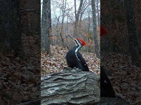 pileated woodpecker territorial call