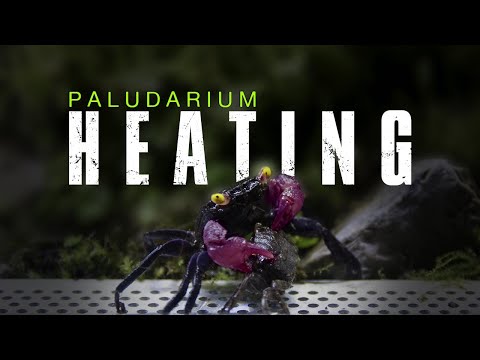 🦀 THE BEST WAY TO HEAT A VAMPIRE CRAB TANK