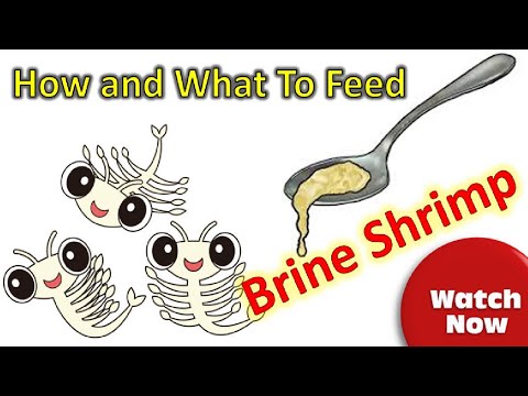 What food to feed brine shrimp