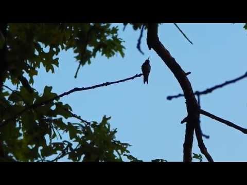 Hummingbird Dance