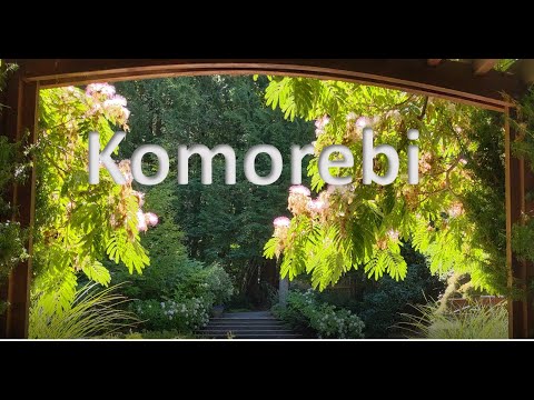 Komorebi, I Love You Like Leaves in the Breeze #relax #meditate #ambient
