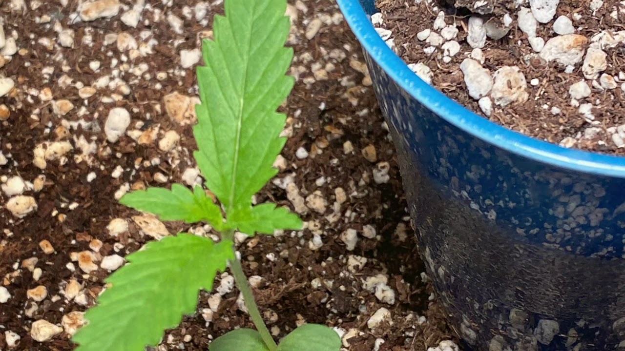 Bruce banner monster genetics