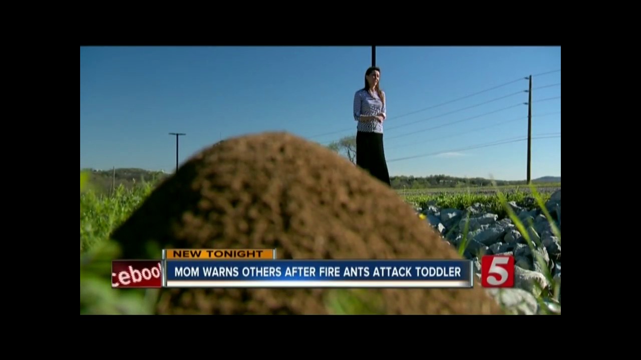 How to Identify Fire Ant Mounds & Prevent Their Attacks