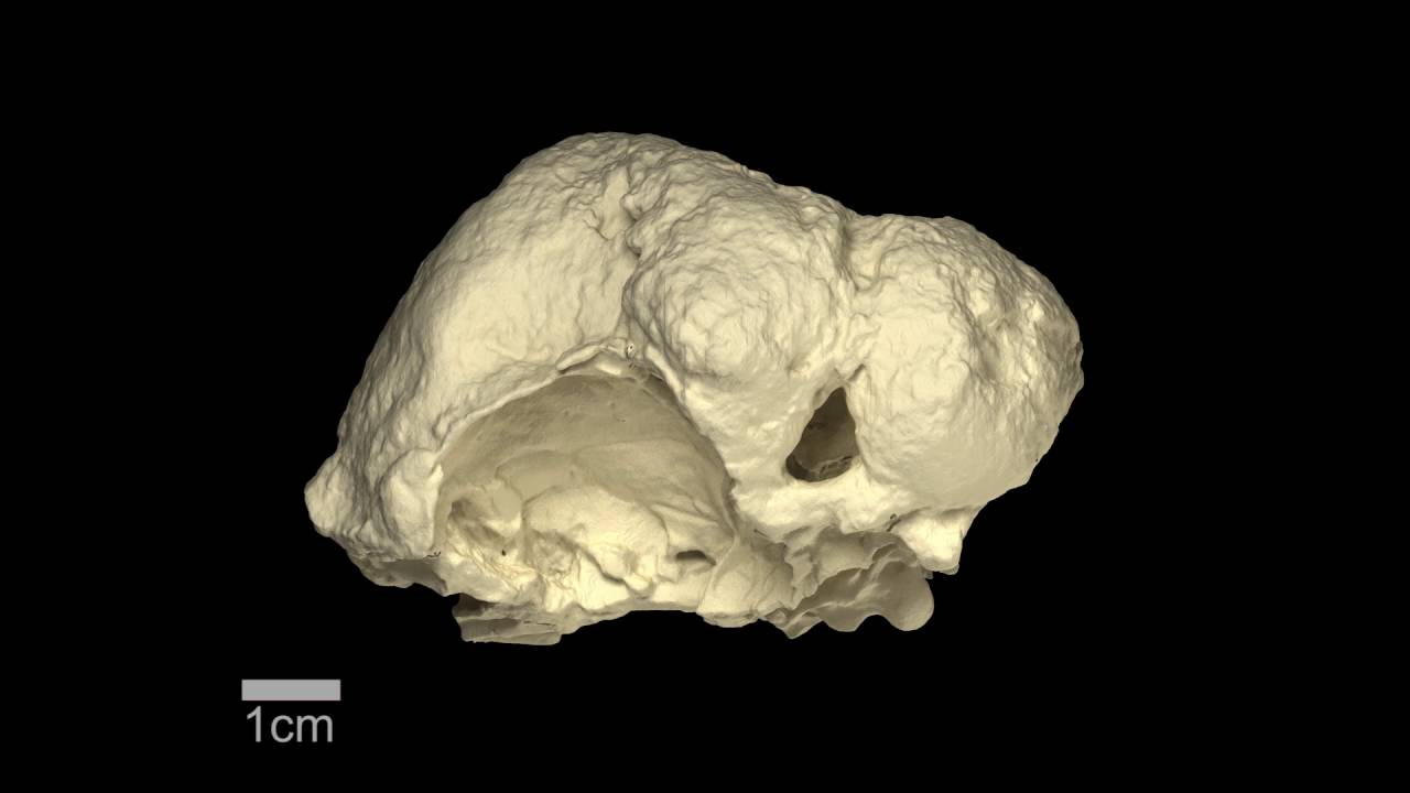 Triopticus - Triassic archosauriform - braincase & brain endocast