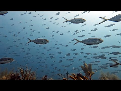 First week highlights diving with Dressel Divers Puerto Adventuras at the Barcelo Maya