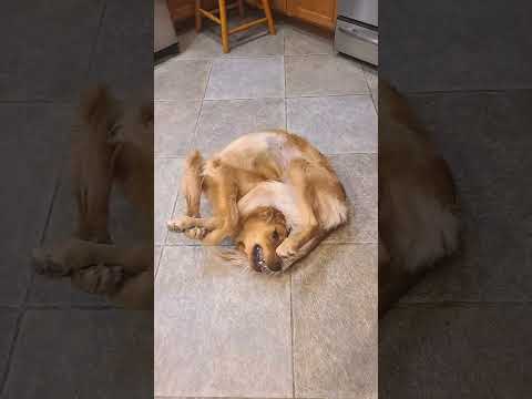 Funny dogs.#dog #funny #youtube