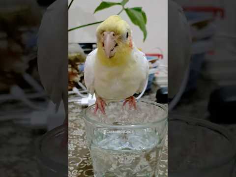 Aw, Milo is thirsty! Time to fill up that glass with water🐦💧 #cockatielscraze #milothecockatiel