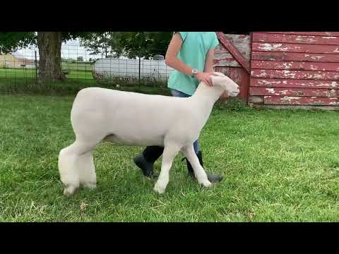 Kalona Special Replacement Sheep & Goat Sale 8/30/22 | Setterdahl