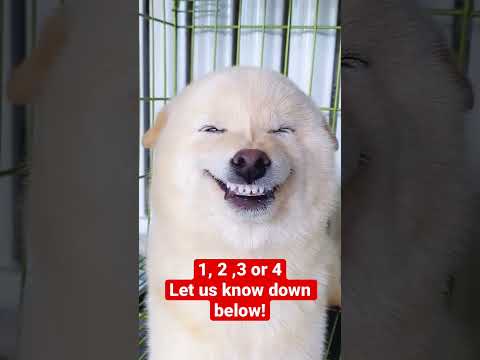 The Cutest Dog Smiles πΆ #puppies #shorts #cute #dog #smile #funny #dogs