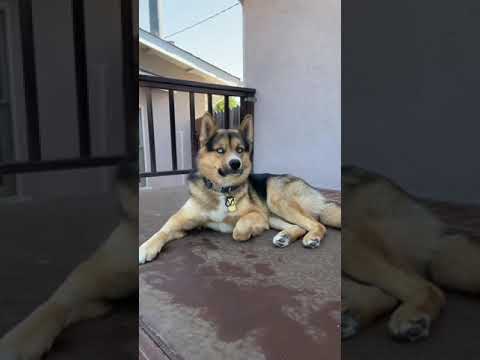 Shepherd Husky Mix Dog