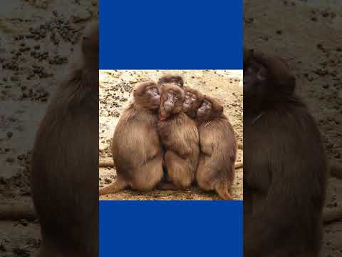 CatyMoon Rage Quits Earth After Monkey Beats Him at Gaming ๐ฑ๐๐ฎ