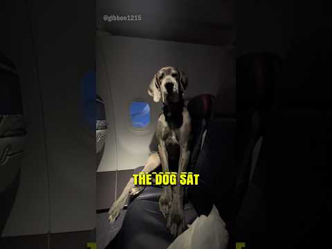The Biggest Dog In The World Flies In A Plane