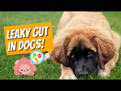 Leaky Gut In Dogs: Symptoms and Causes
