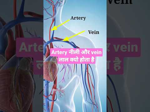 Artery and Vein are same #shorts #veins #artery #medical #mbbs #neet