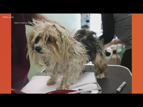 Yorkies seized from 'deplorable conditions' Elmore County officially forfeited