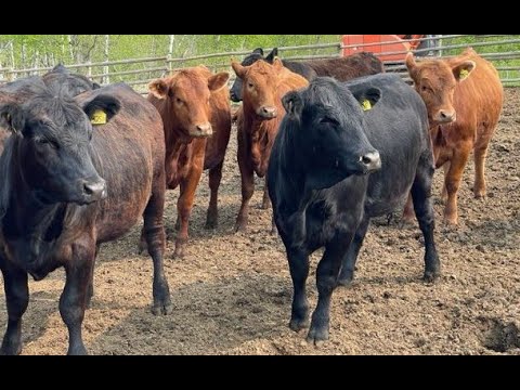 Chipping Hill Cattle Co. 900# Home-Raised Angus/Simmental X Replacement Heifers