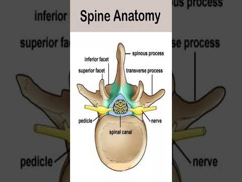 Anatomy Of The Human Spine||Human anatomy