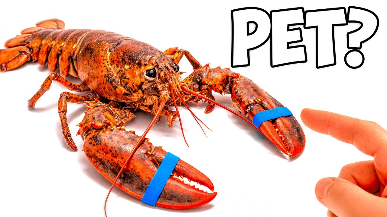 I Bought a Grocery Store Lobster to Keep as a Pet...