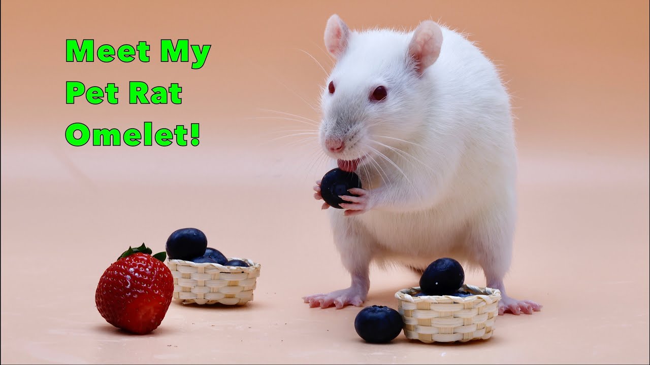Meet My Pet Rat Omelet!