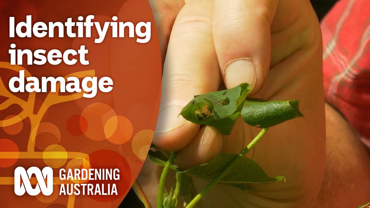 Tips for identifying insects in your garden & why you should | Gardening 101 | Gardening Australia
