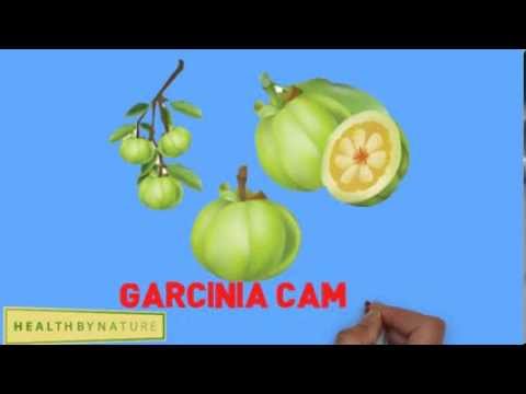 Garcinia Cambogia Extract for Weight Loss Diet Pills Fat Burner (Lipovida)
