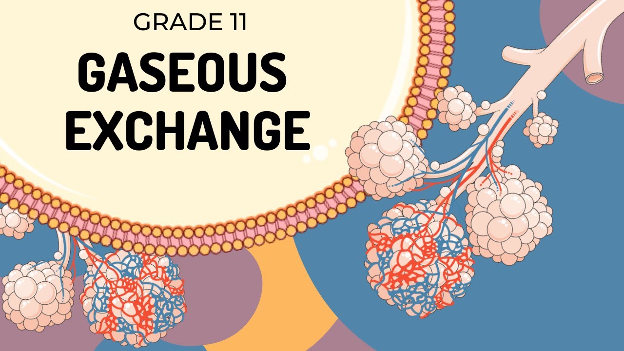 Understanding Gaseous Exchange: A Comprehensive Guide | Galaxy.ai