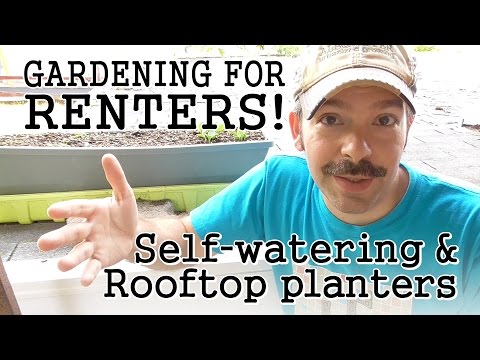 Urban Gardening Tips for Renters: Self-Watering Containers / Rooftop Terraces / Community Gardens