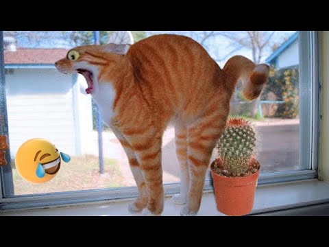 1 Hour of Funniest Cats π± and Dogs πΆ Videos 2023