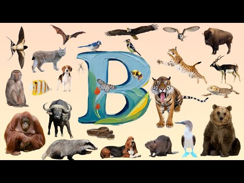 Discover the World of 'B' Animals abc | 26 Animals that Start with B | Master Animals Vocabulary