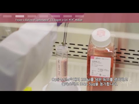 Plasmid DNA Transfection Protocol - 한국어