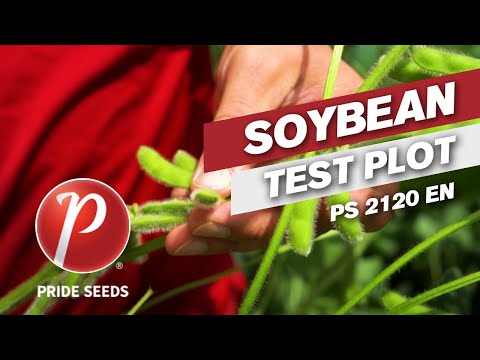 PRIDE Seeds PS 2120 EN in Mid August