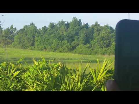 Deer feeding on Tosohatchee Wma