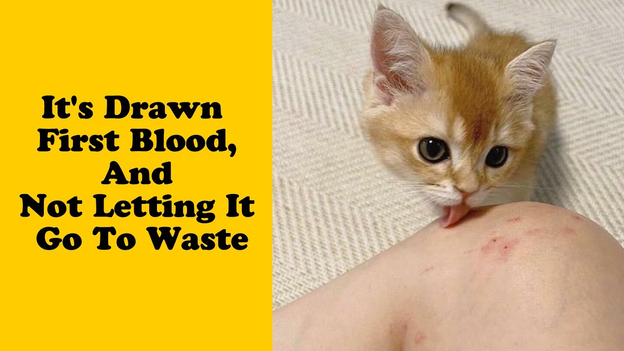 50 Cat Memes Any Cat Lover Would Appreciate - Adorable cat