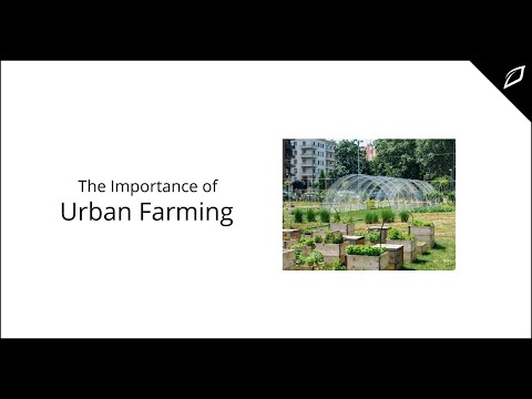 The Importance of Urban Farming