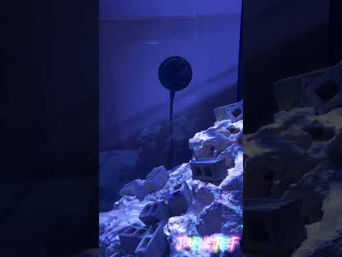 Ecotech Vortech mp10 Unboxing & Setup- JourneyReef-