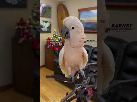 Ha Ha Ha Ha Whoo! π€£ Subscribe now for daily Barney videos!
