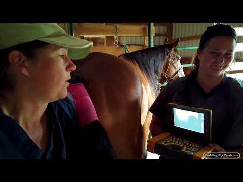 All About Horse Breeding with Specialist Dr. Jenni Grimmett