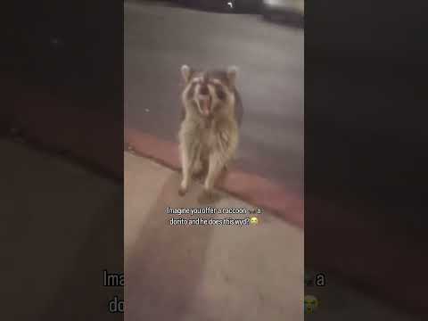 Imagine you offer a raccoon a Dorito and he does this 😭