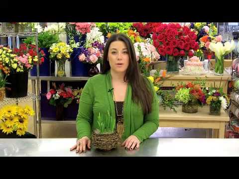 Delightful Daffodil Garden Care & Handling Tips