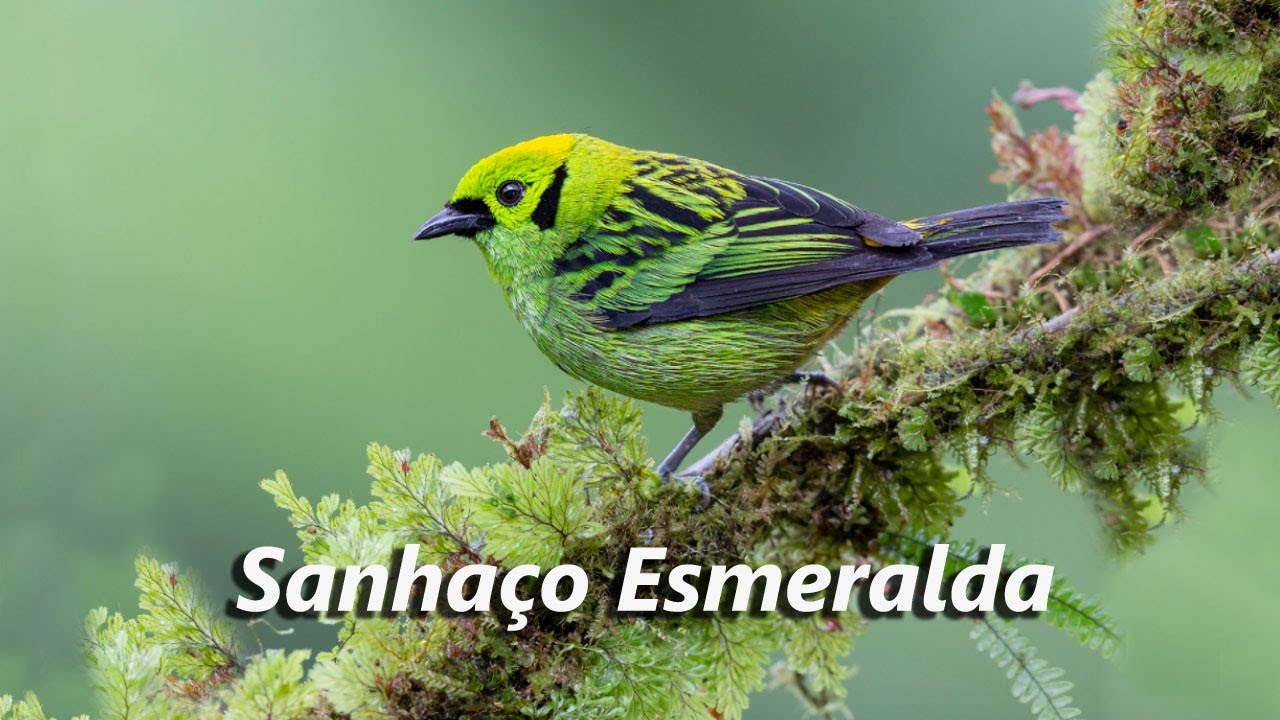 Saíra esmeralda - sanhaço florida