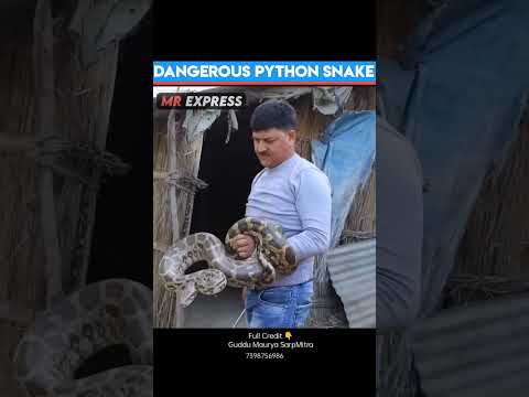 DANGEROUS PYTHON SNAKE || MR Express #shorts