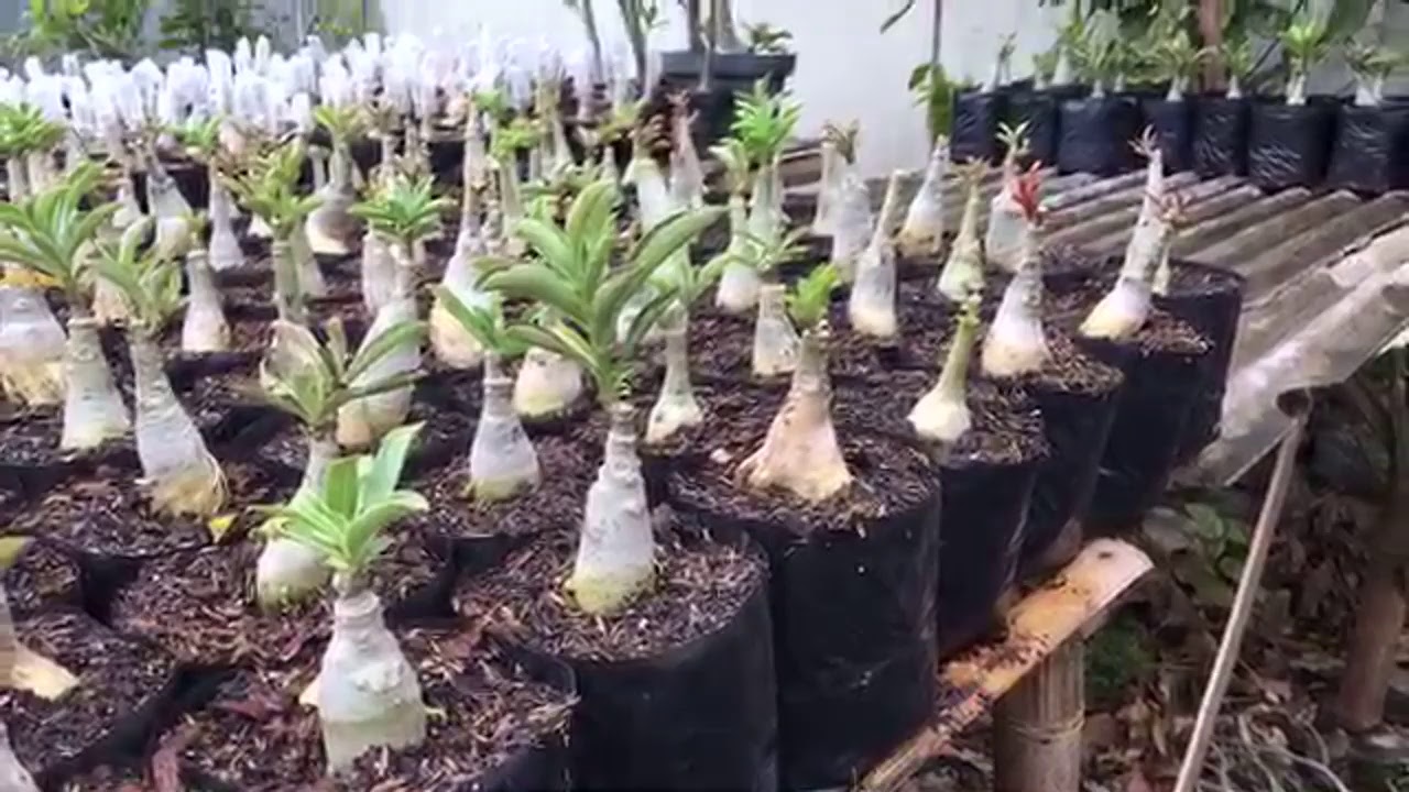 Jual adenium grafting bunga tumpuk size A hub. 081212640070