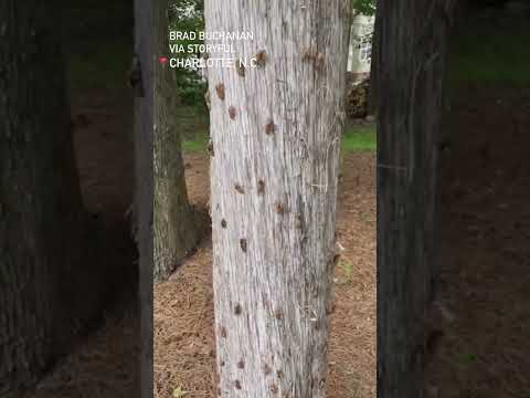 Cicadas starting to appear in Charlotte