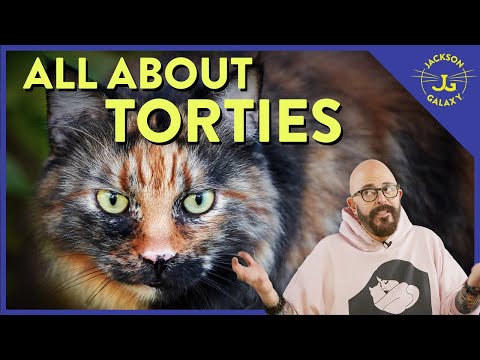 What is Tortitude? | Cat Daddy Dictionary