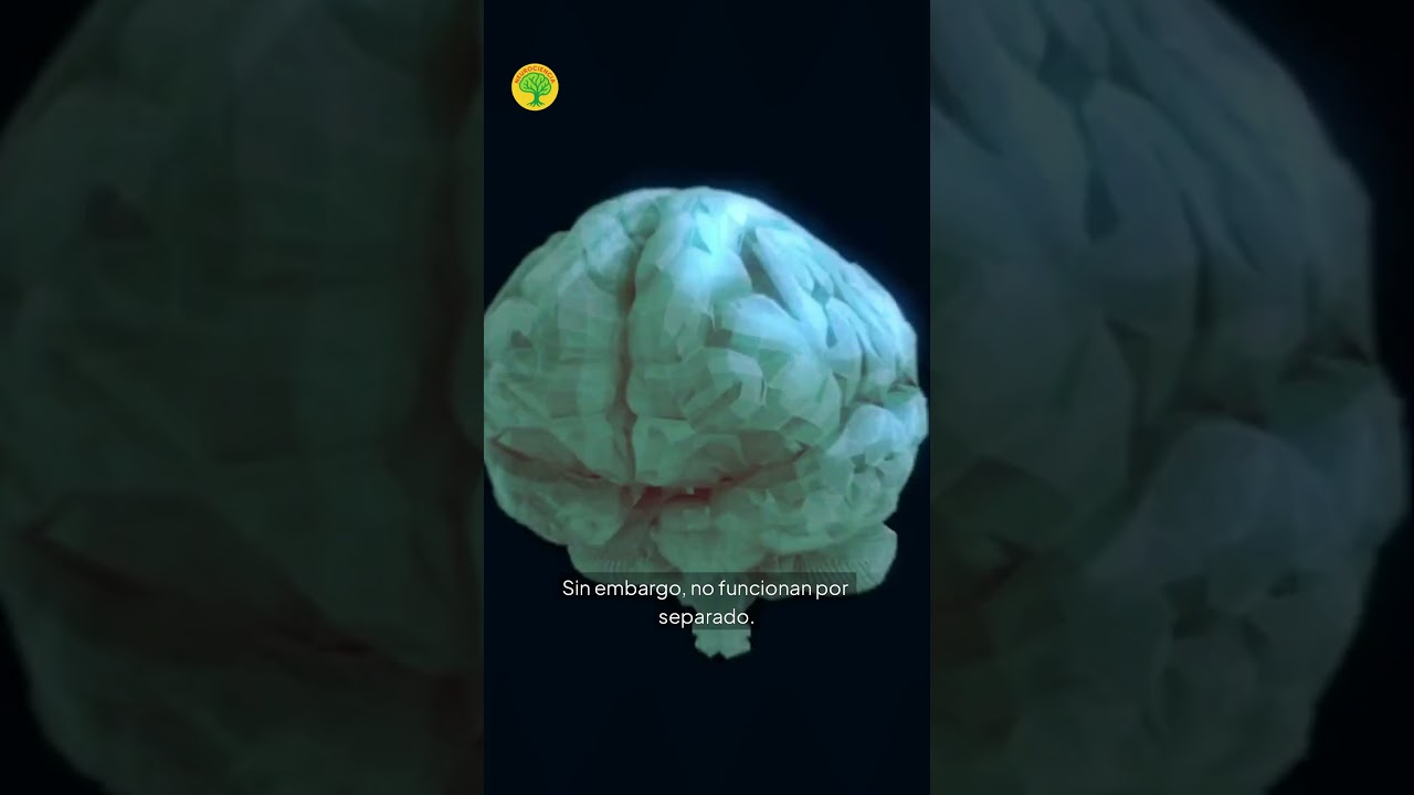 🧠 ¿Usas más el hemisferio izquierdo o el derecho? La verdad te sorprenderá 🤯 #neurociencia