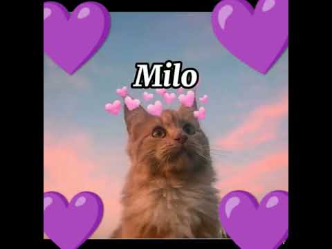 cute cat names ЁЯдй