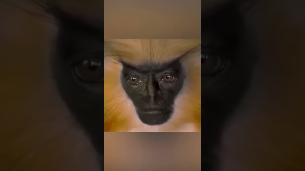 The rare Goldern Langur 🧐
